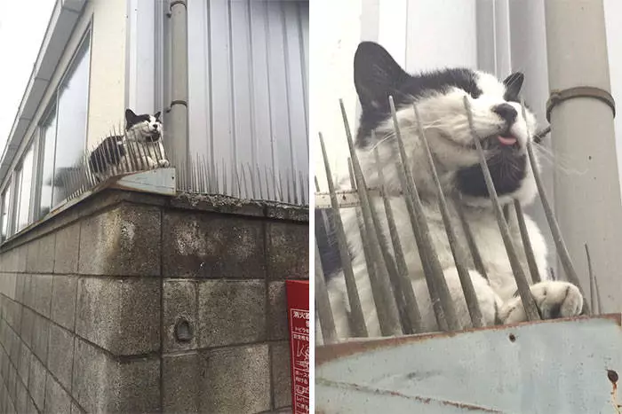 Foto de stock Acero de dos yapon gatos que no responde a esteras con pinchos