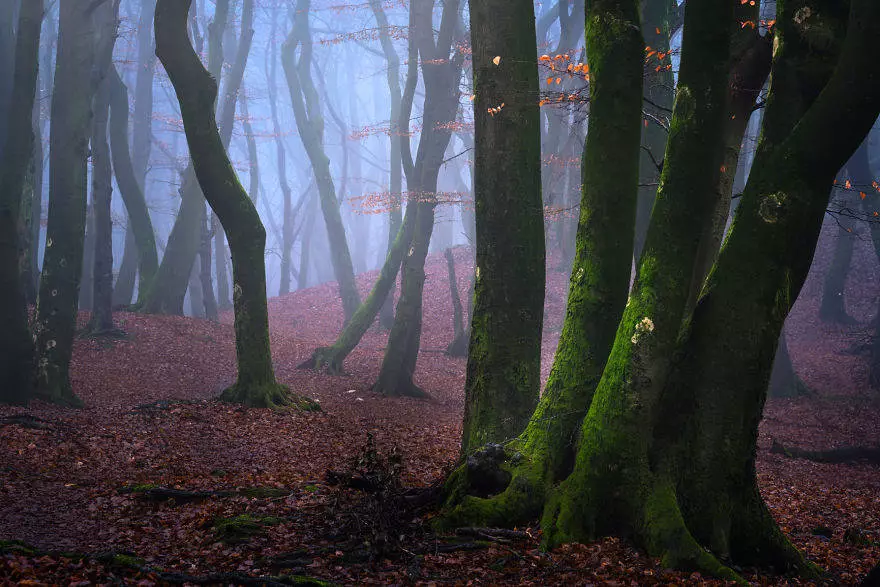 Foto - Paesaggi della foresta olandese