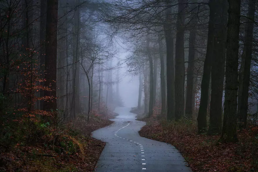 Foto 5 - paisagens da Floresta dos Países Baixos