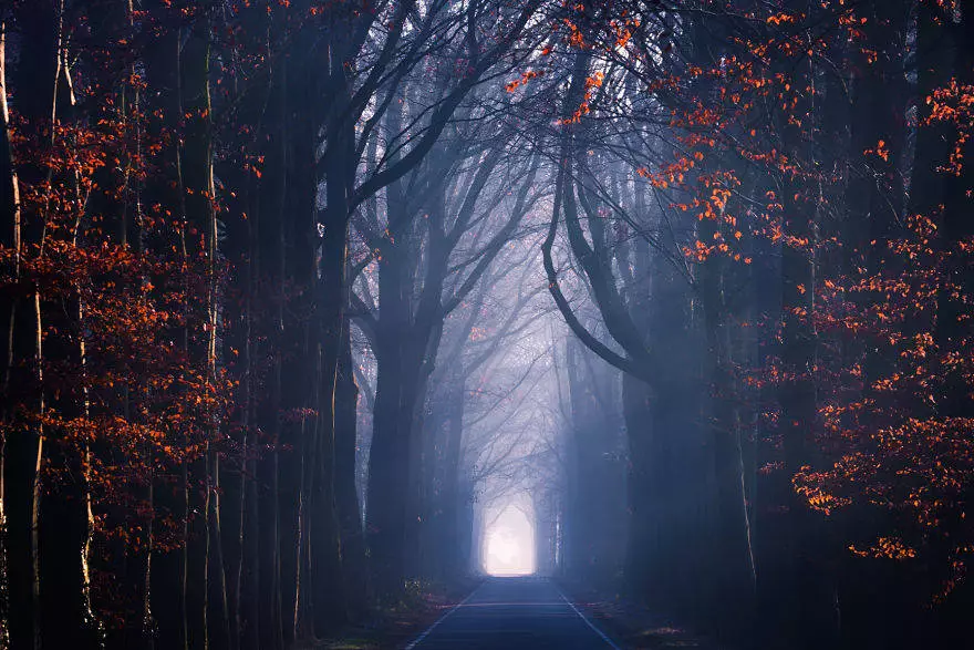 Foto 7 - Paisagens da Floresta dos Países Baixos