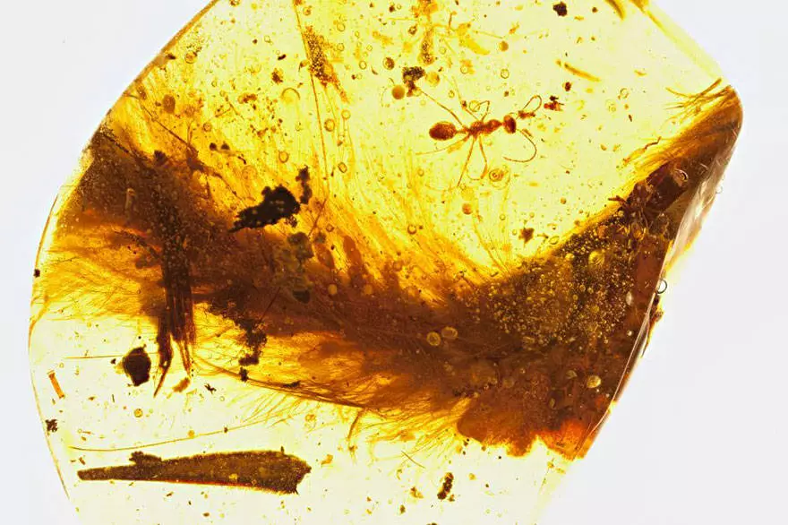 Foto 5 - Wëssenschaftler hunn e Schwanz vun engem Dinosaurant an der gefruerer Amber entdeckt