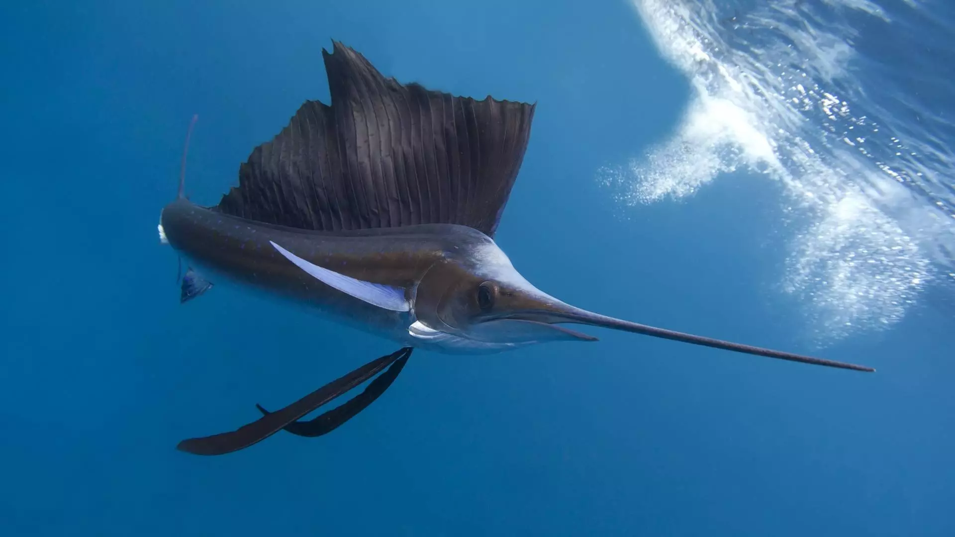 Foto 2 - Che pesce nell'oceano galleggia più velocemente di tutto