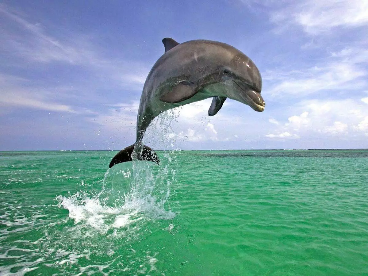 Foto 3 - Che pesce nell'oceano galleggia più velocemente di tutto