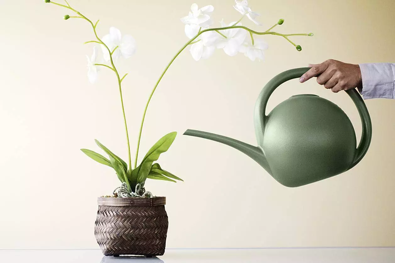 Photo 2 - Orchidée a soufflé quoi faire avec une flèche