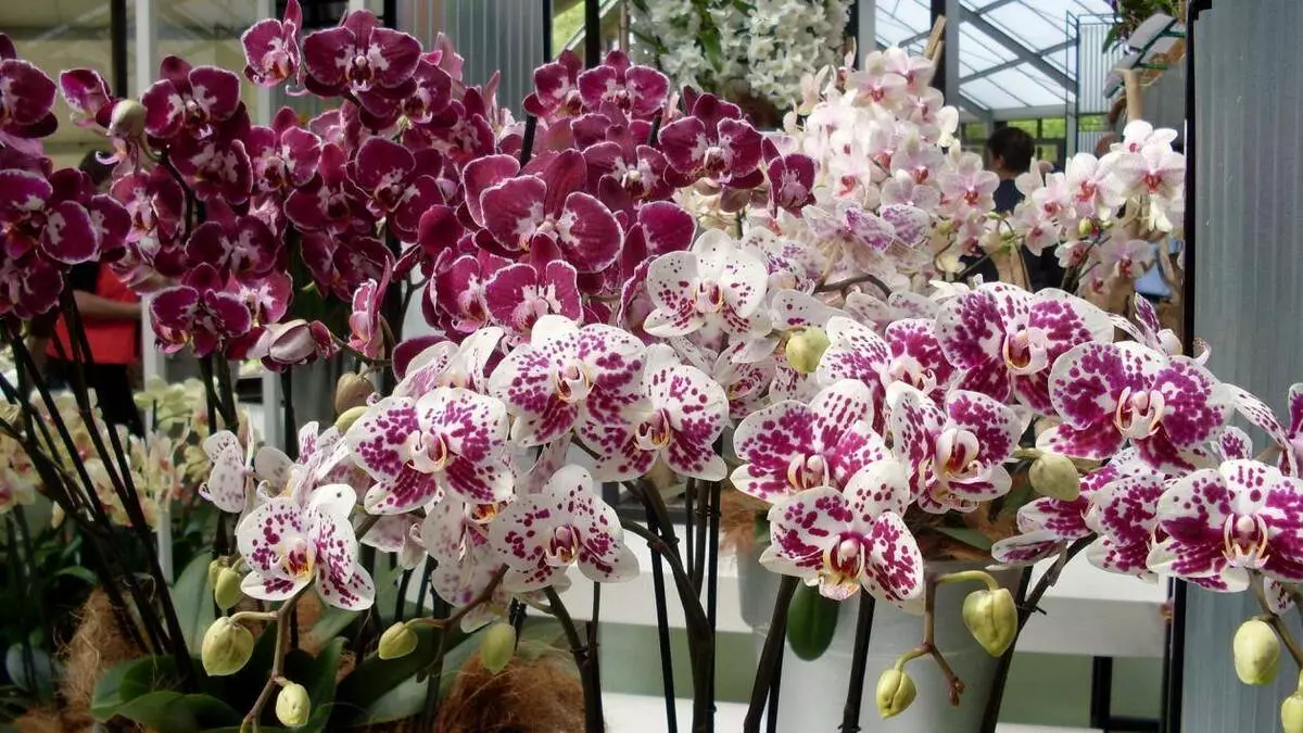 Mufananidzo 3 - Orchid wakurira zvekuita nemuseve