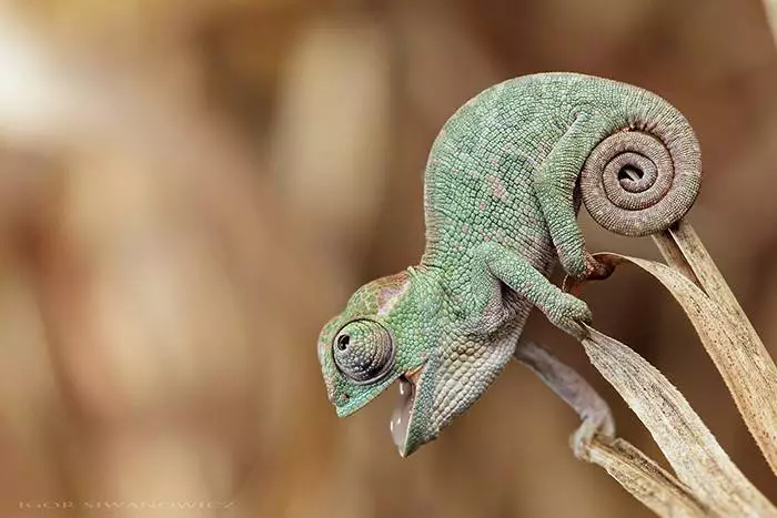 Fotos, estarás encantado con estos pequeños camaleones.