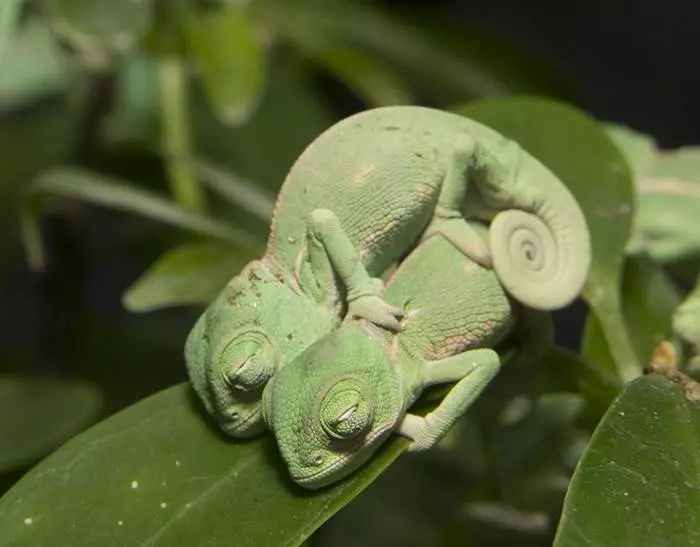 Фото 7 - Та эдгээр бяцхан chameleons-т баяртай байх болно