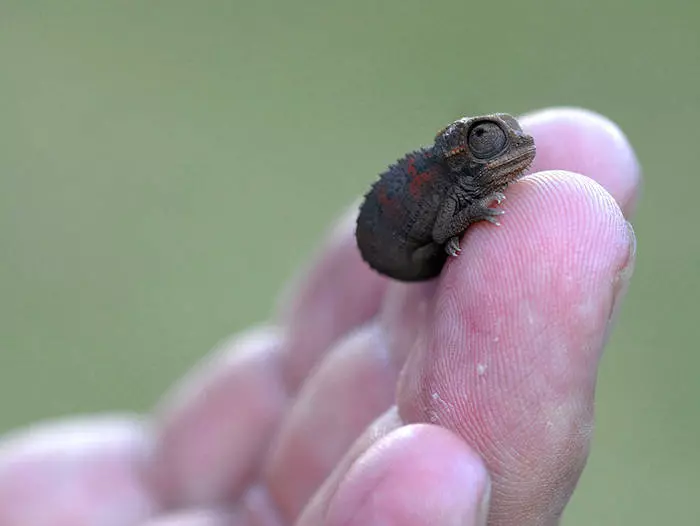 Foto 8: estarás encantado con estos pequeños camaleones.