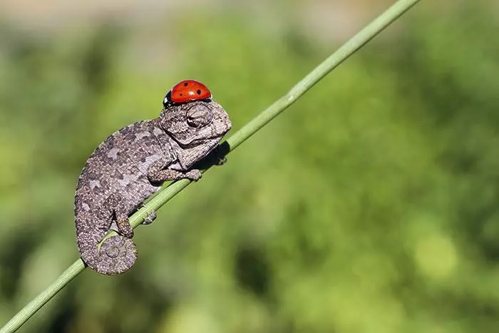 Foto 9: estarás encantado con estos pequeños camaleones.