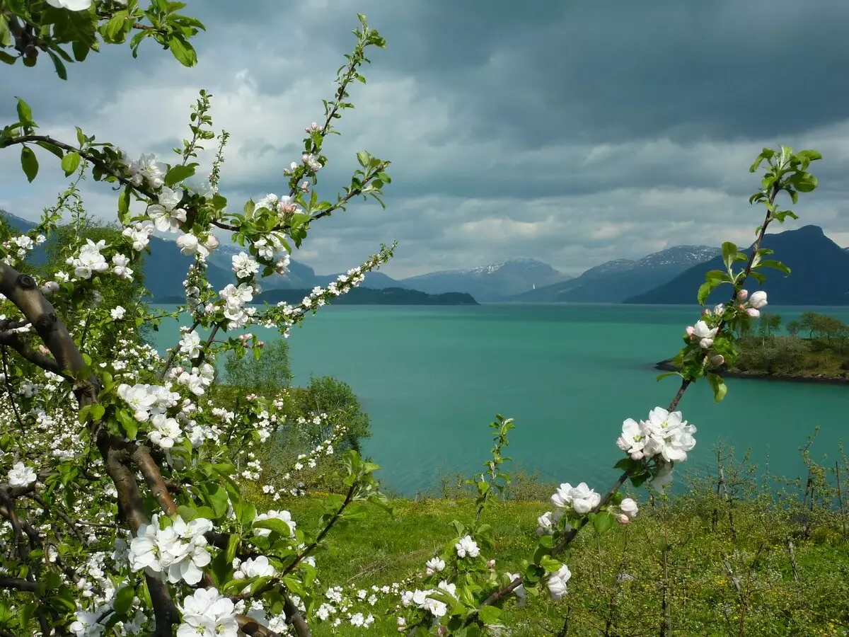 Dit is hoe de lente in verschillende delen van de planeet komt