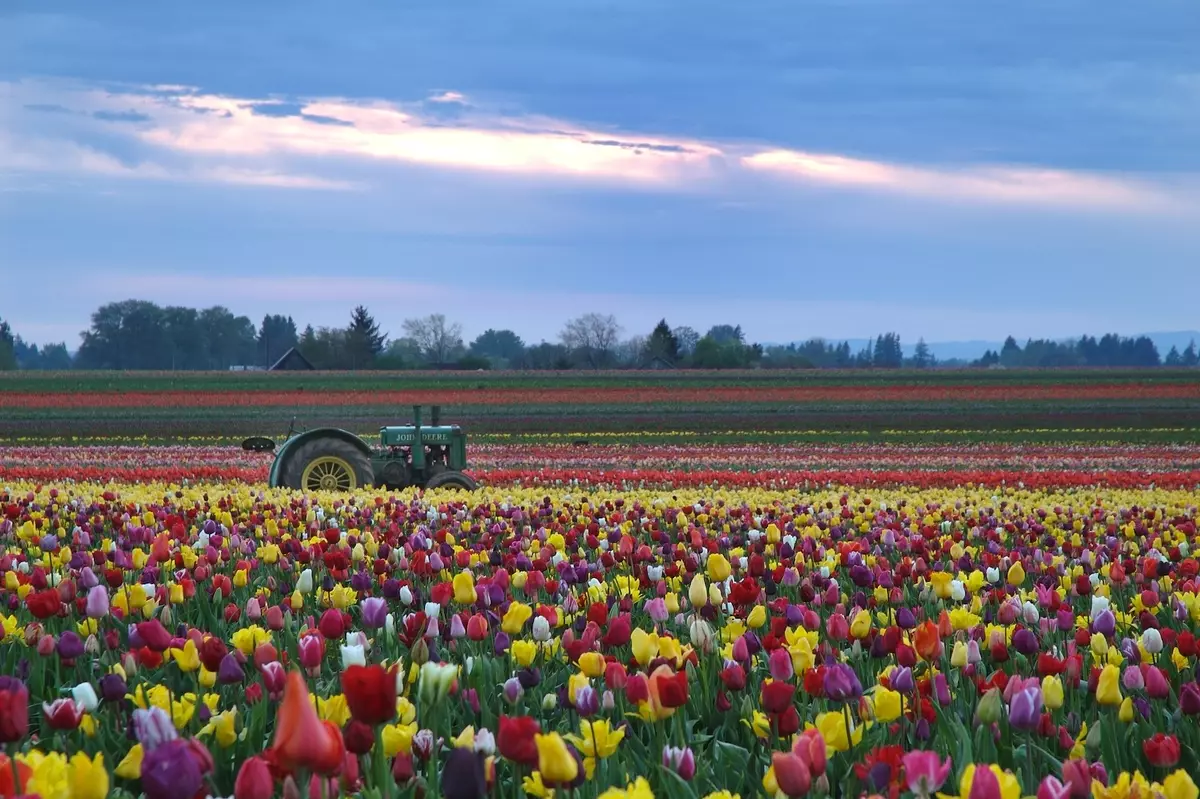 Dit is hoe die lente in verskillende dele van die planeet kom 553_2