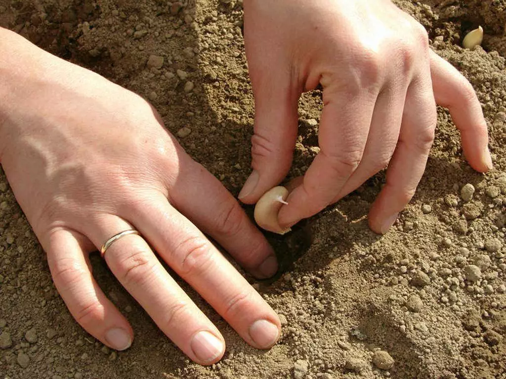 Fotoğraf - Nasıl sarımsak