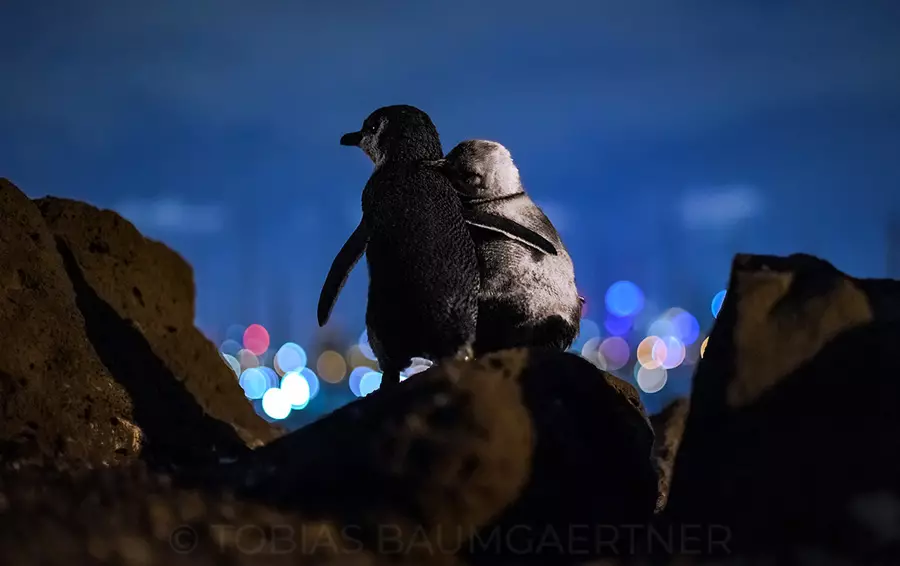 Penguin anlık görüntüsü