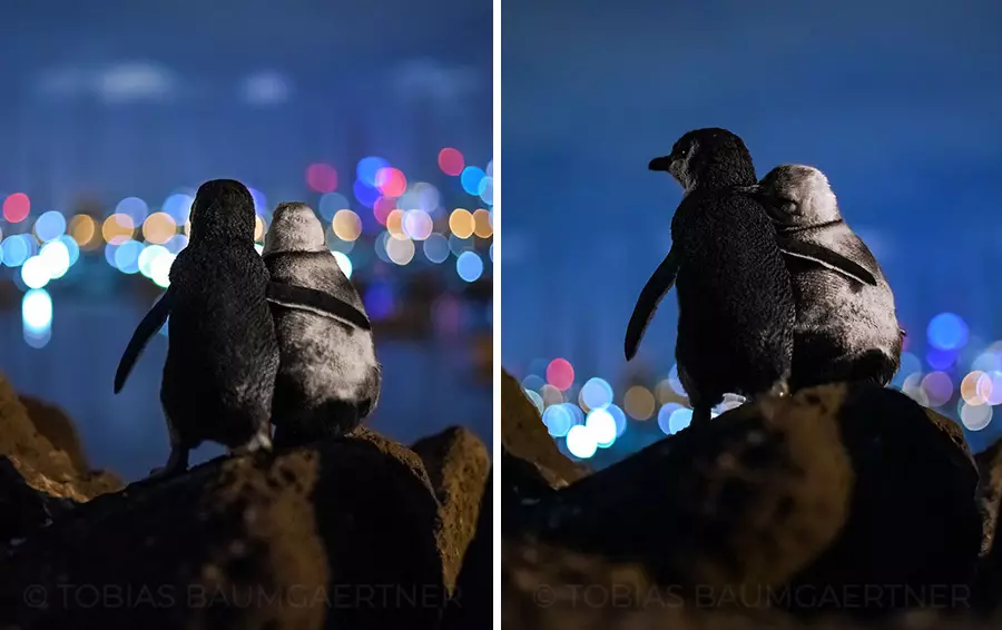 Penguin Snapshot