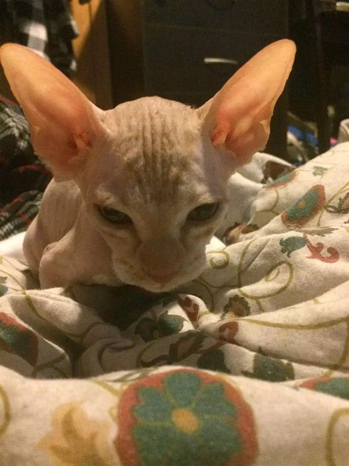 Լուսանկար - sphinx kittens հանկարծ աճեց բուրդ