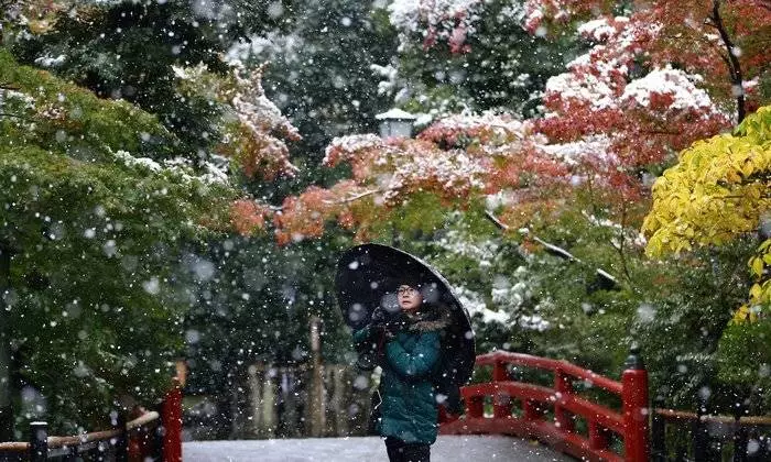 Tokyo-First-Snow-Nobyembre-2016-1-5837FDE77CAE4__700