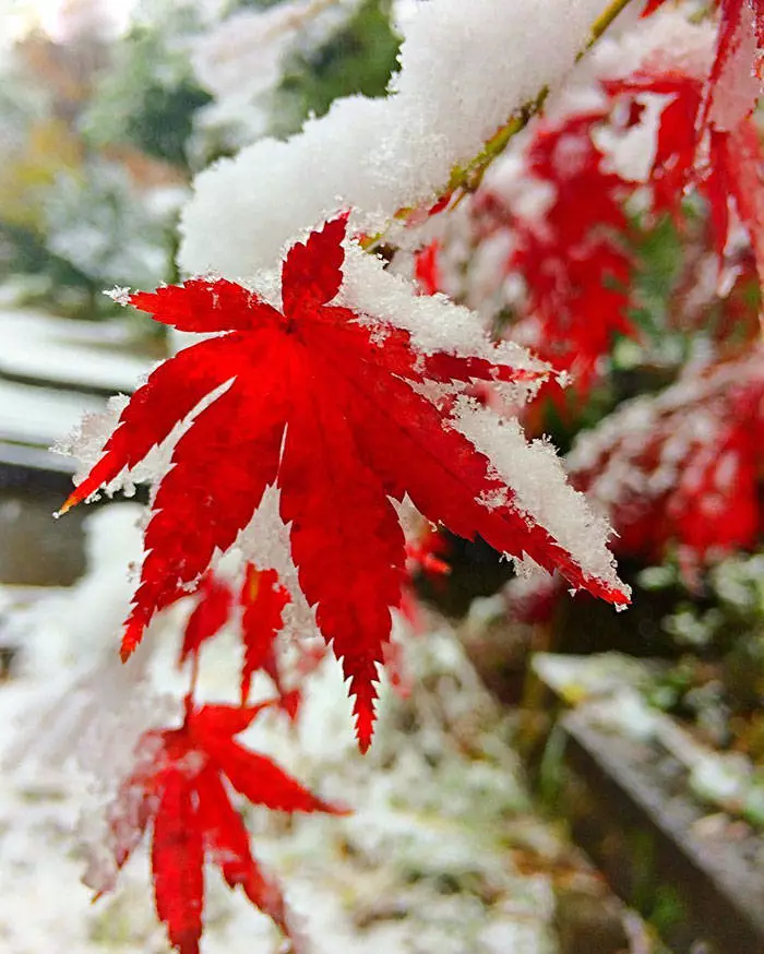 Tokyo-First-Snow-Nobyembre-2016-11-5838015DB6206__700.