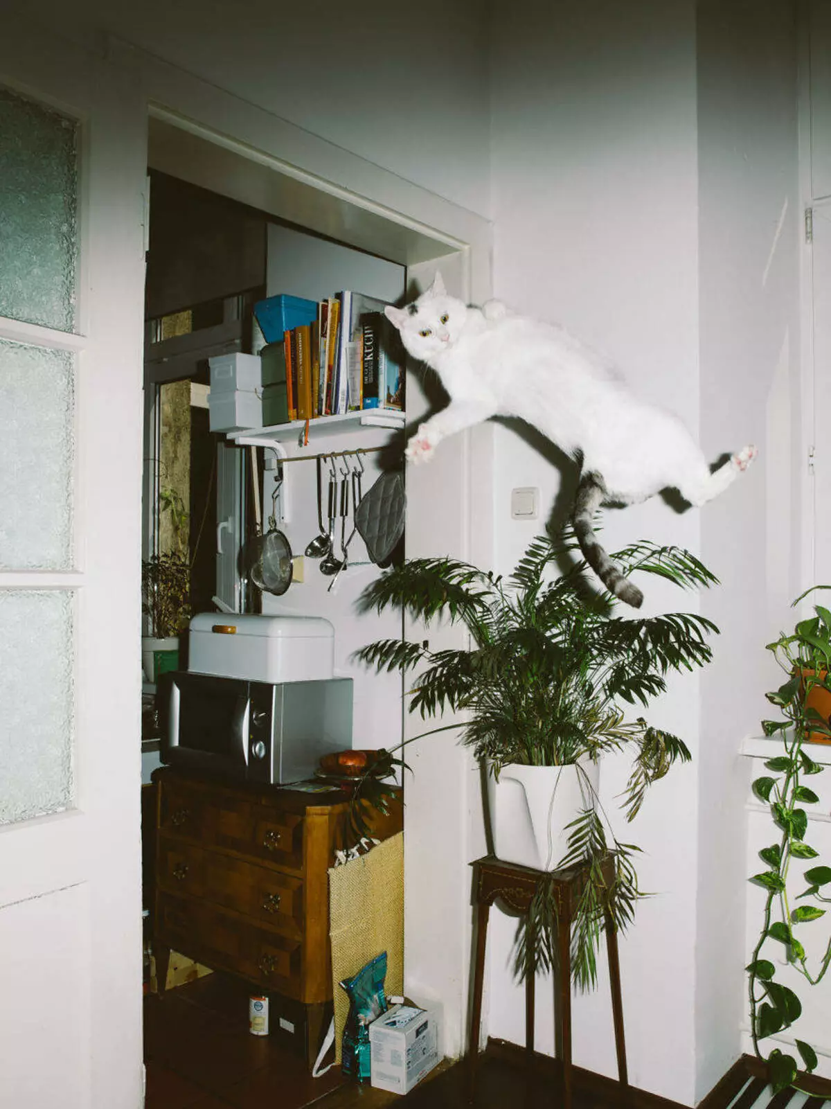 Photo - Emotional cats in flight