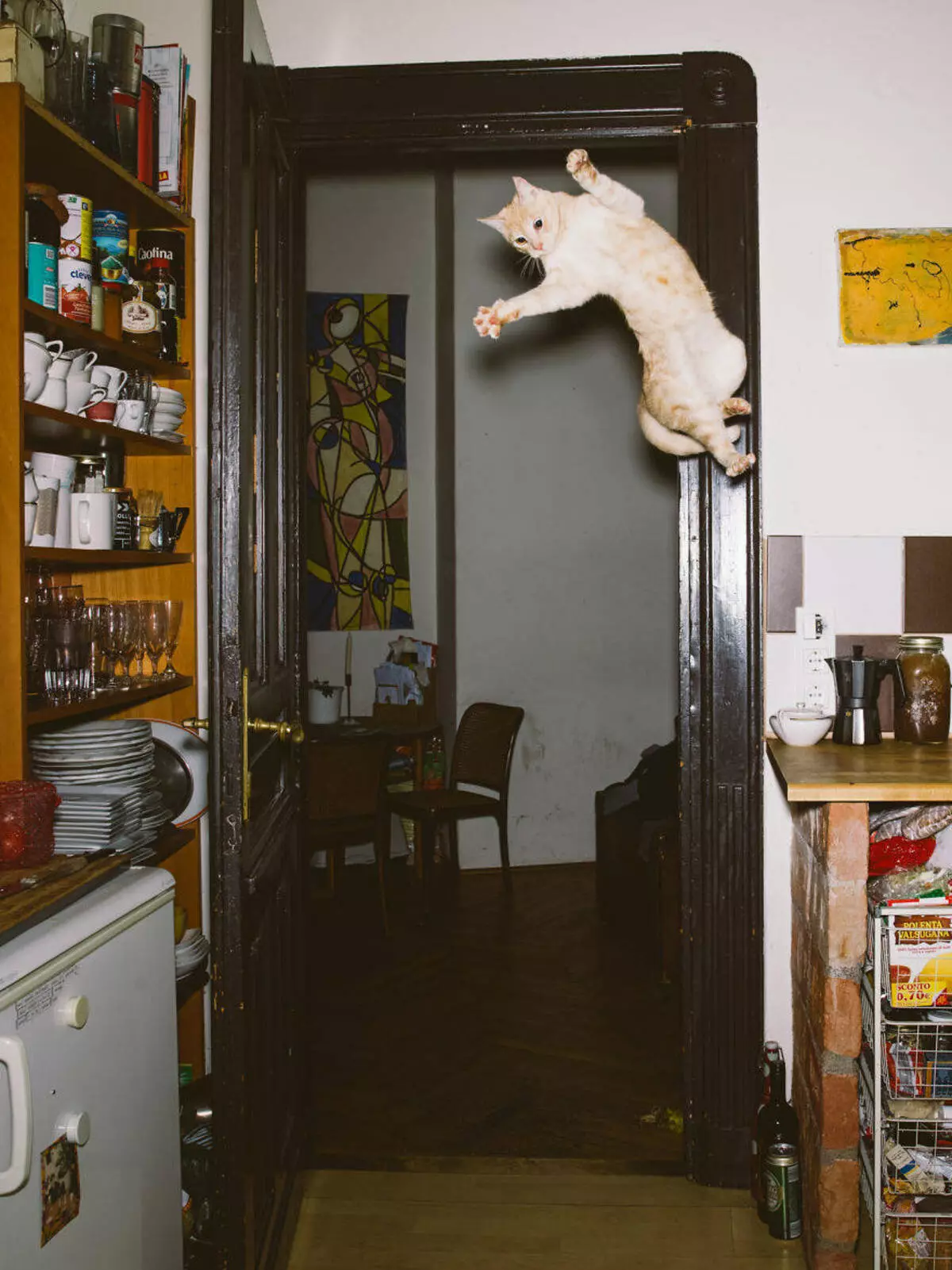 Photo 13 - Emotional cats in flight