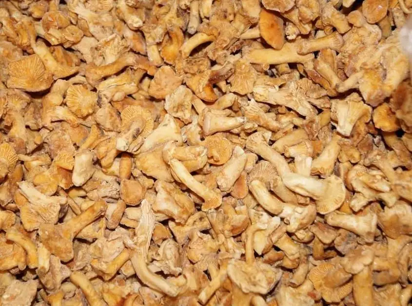 Chanterelles को कैसे फ्रीज करें