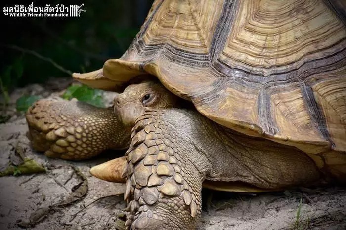 Foto - Koe en skildpad hâlde fan elkoar