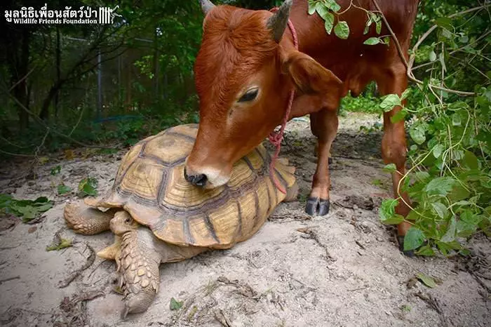 Foto 2 - Koe en skildpad hâlde fan elkoar