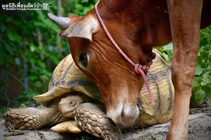 Foto 3 - Koe en skildpad hâlde fan elkoar