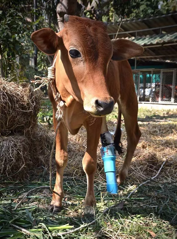 Фото 5 - корова і черепаха полюбили один одного