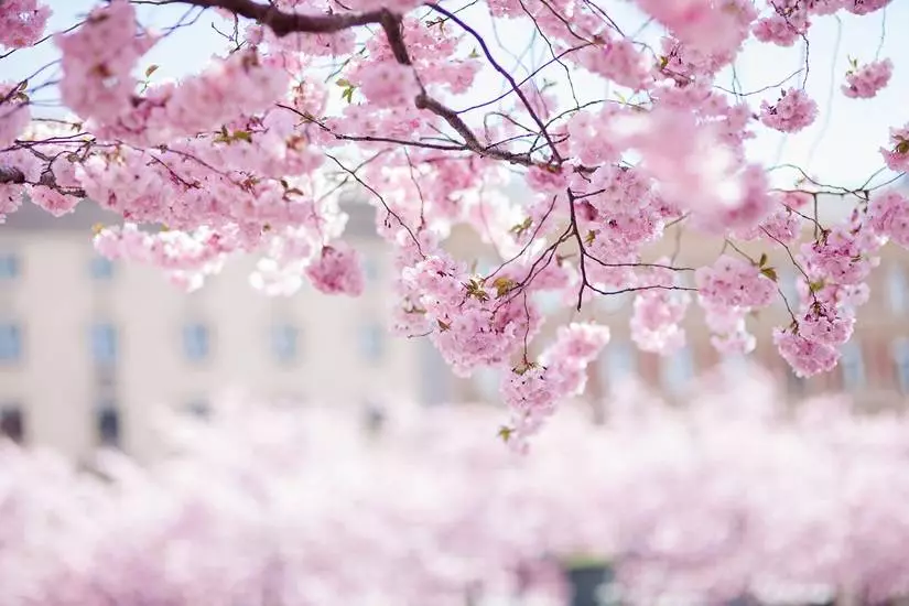 2 foto nke Sakura mbụ na Japan jupụtara na atụmanya nke oge opupu ihe ubi