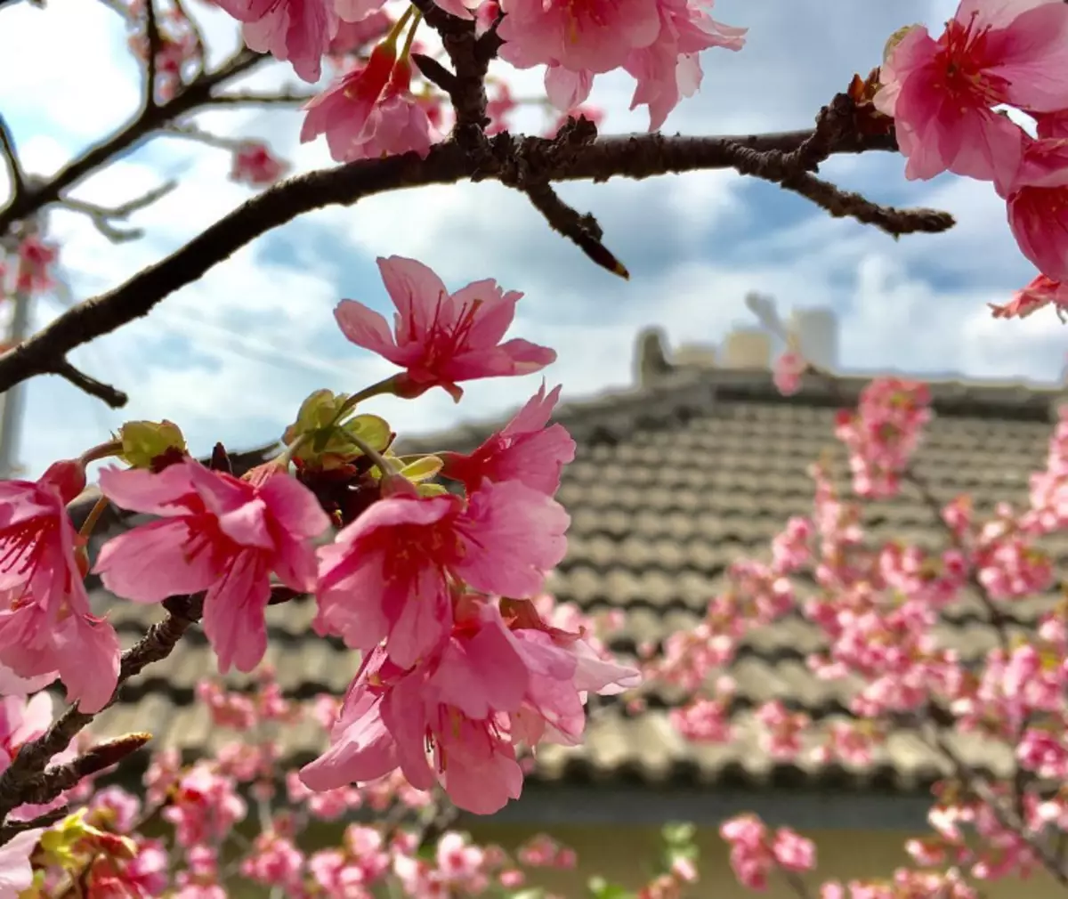 樱花