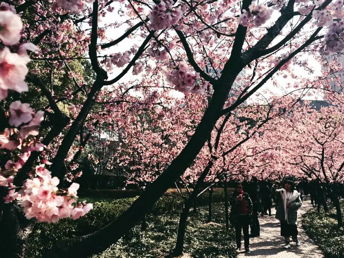 Sakura