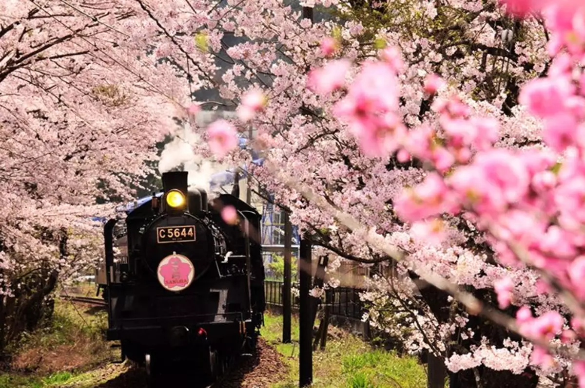 sakura