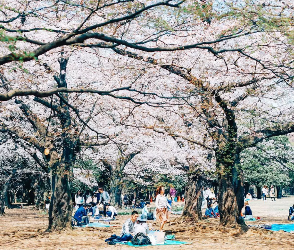 Sakura