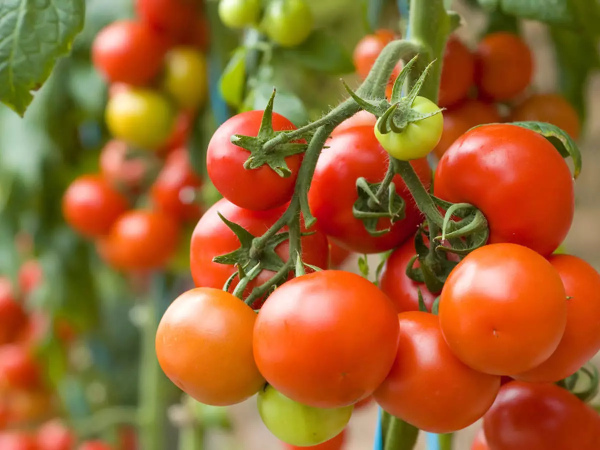 Foto - Hoe kinne jo phytosporin tapasse foar tomaten neffens de ynstruksjes