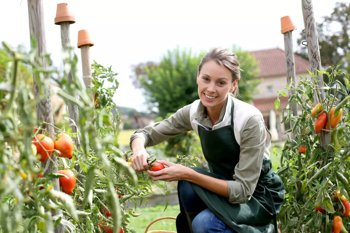 Foto 2 - Hoe kinne jo phytosporin foar tomaten tapasse, neffens de ynstruksjes