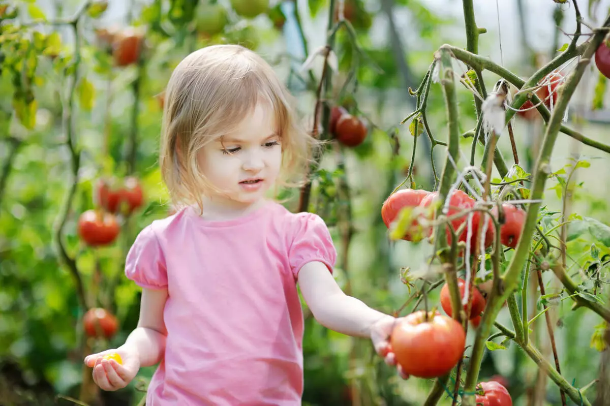 Foto 3 - Hoe kinne jo phytosporin tapasse foar tomaten neffens de ynstruksjes