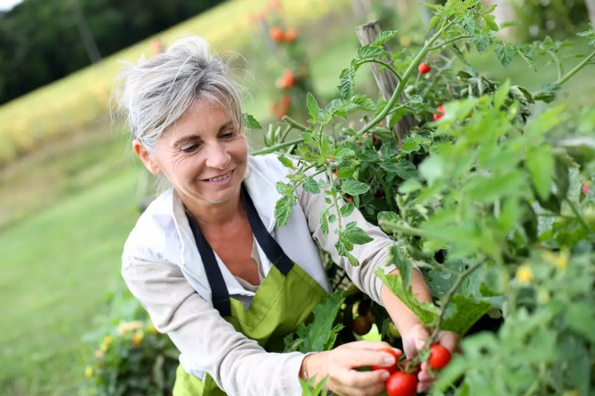 Foto 4 - Hoe kinne jo phytosporin foar tomaten tapasse, neffens de ynstruksjes