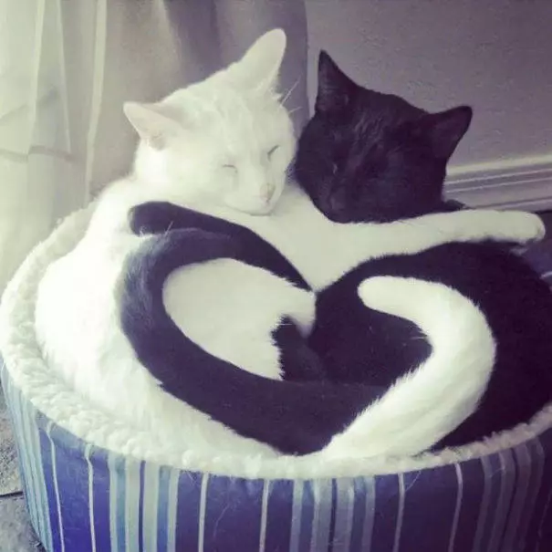 Foto 4 - Yin dan Yan dua kucing yang melengkapi satu sama lain