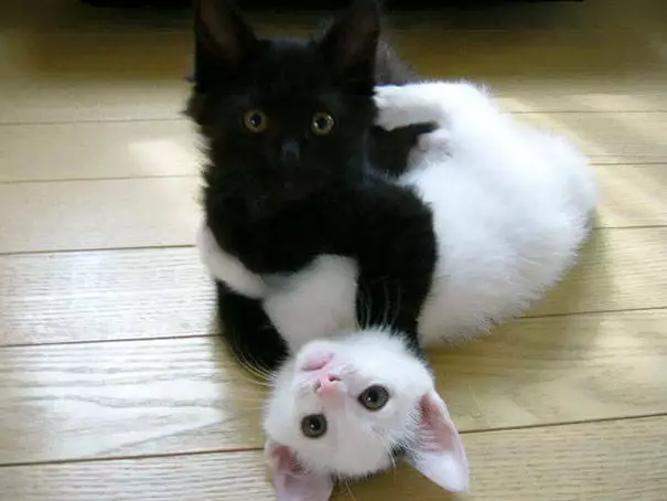 Foto 5 - Yin dan Yan dua kucing yang melengkapi satu sama lain