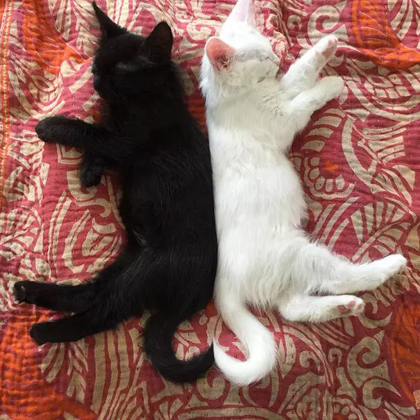 Foto 6 - Yin dan Yan dua kucing yang melengkapi satu sama lain