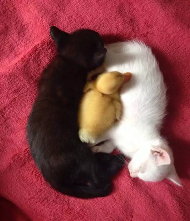 Foto 7 - Yin dan Yan dua kucing yang melengkapkan satu sama lain