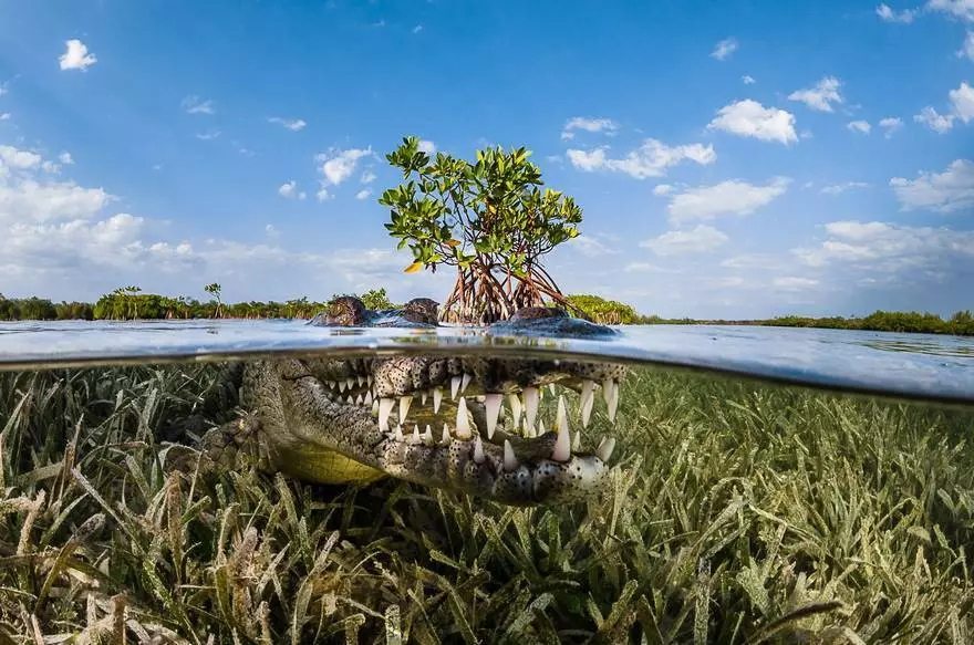 ভাল কাজ প্রতিযোগিতা আন্তর্জাতিক সিয়েনা ফটো