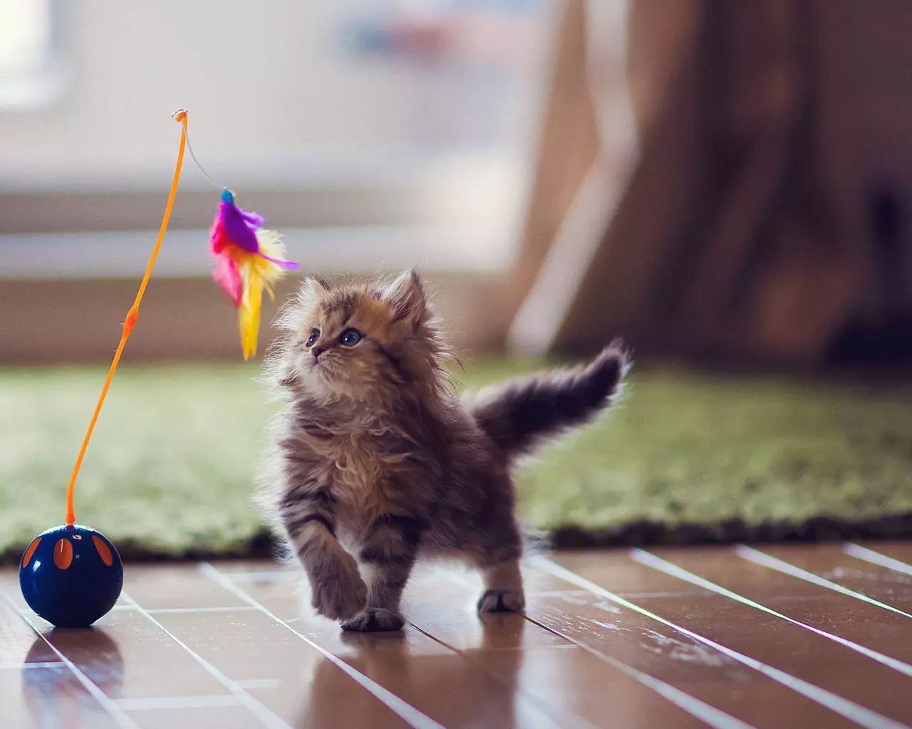 Foto 2 - Qué tipo de gatos elige para un apartamento