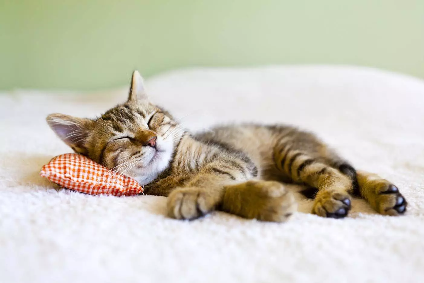 Foto - Cómo destetar un gatito escribiendo en la cama