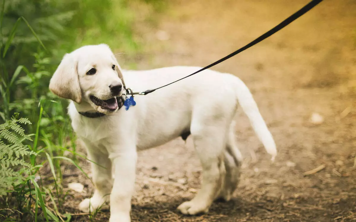 Setšoantšo sa 2 - Hobaneng ha Puppy e ja fatše le majoe