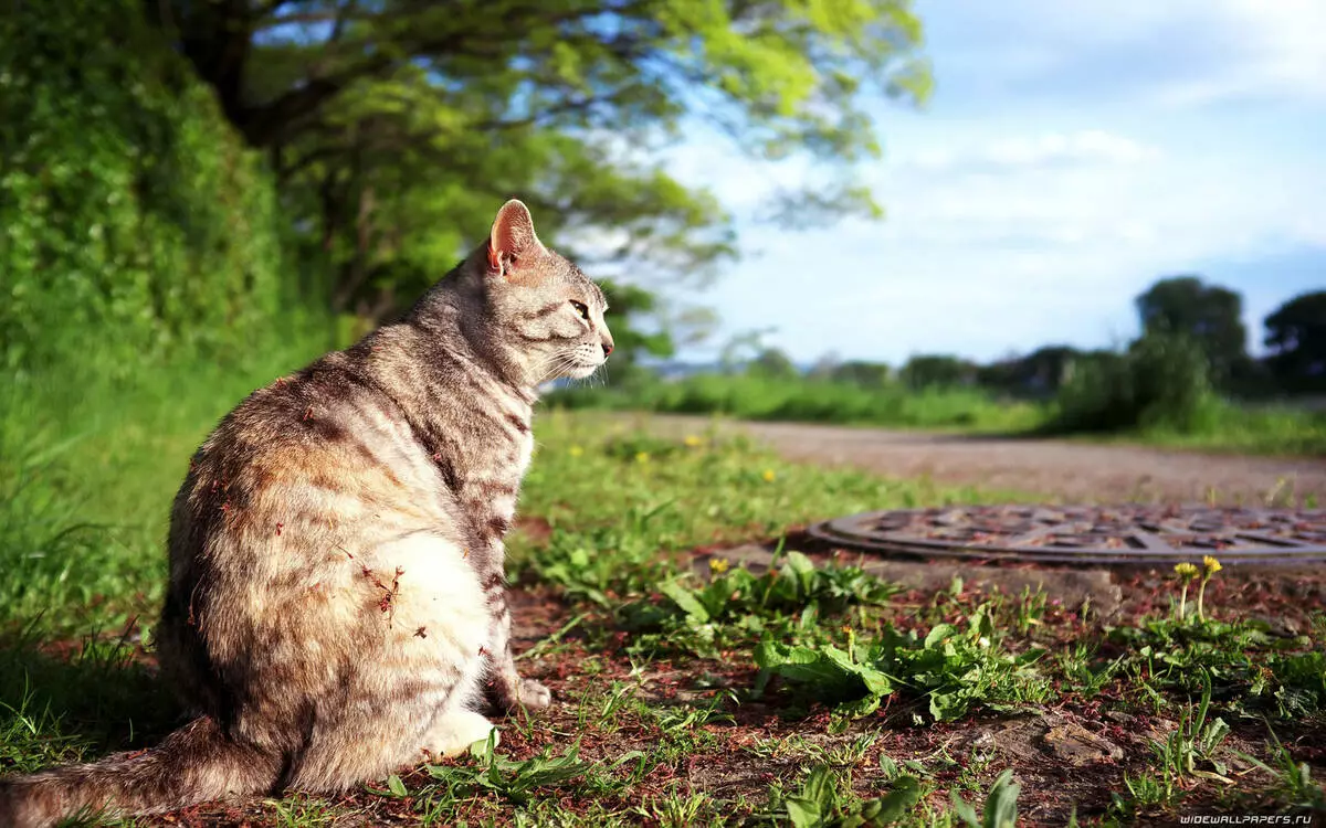 Fotografie - De ce pisicile poartă animale ucise acasă