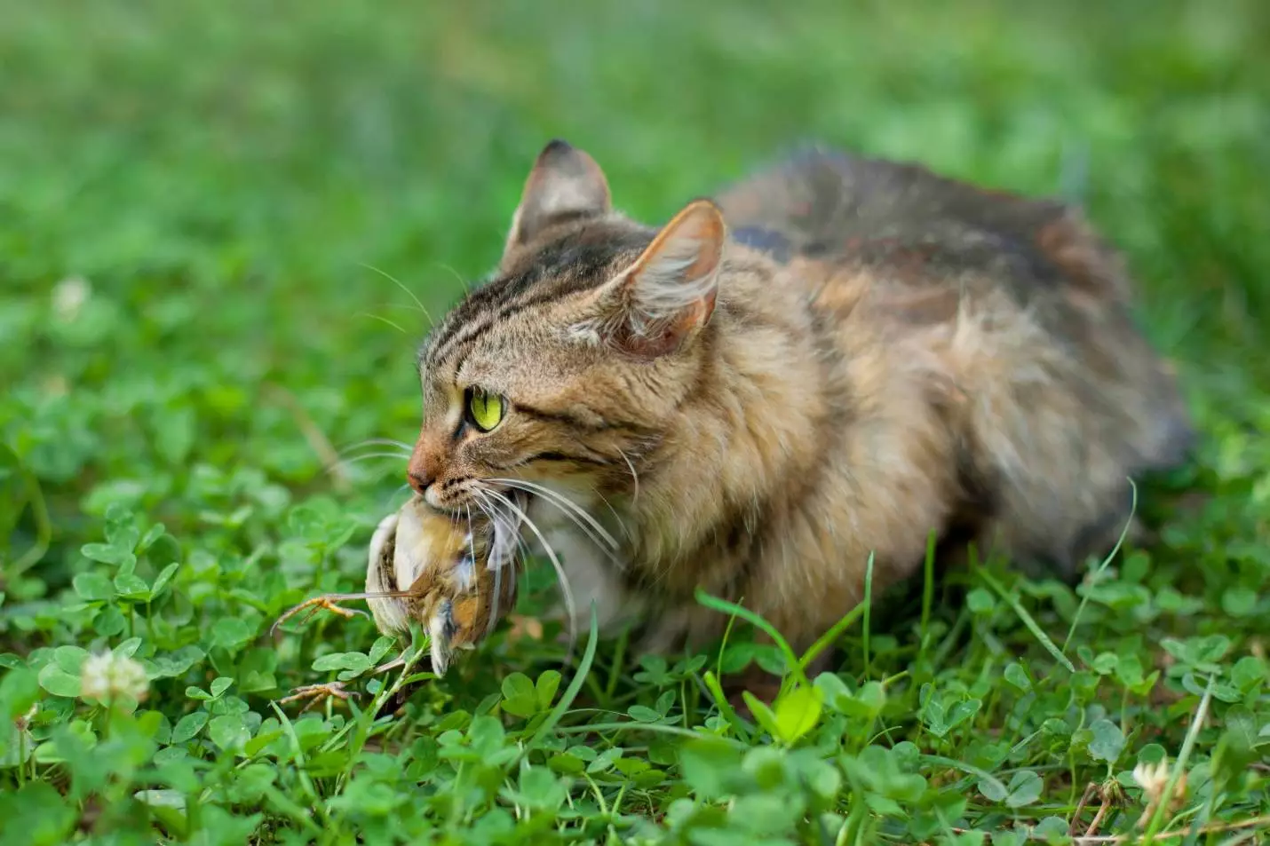 照片4 - 為什麼貓帶有殺死的動物家