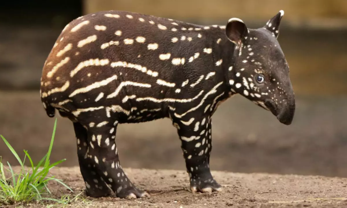 Animales jóvenes