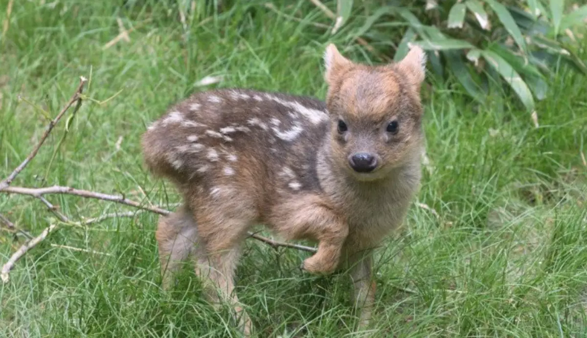 Animales jóvenes