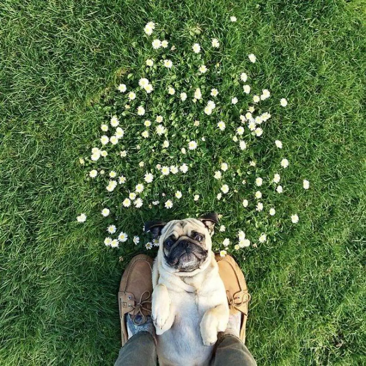 Ifoto 10 - I-pug ye-pug yokuhamba